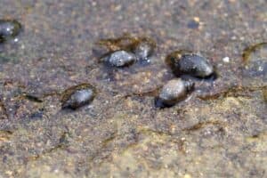 11 Types of Freshwater Snails (Pictures, Facts) - Wildlife Informer