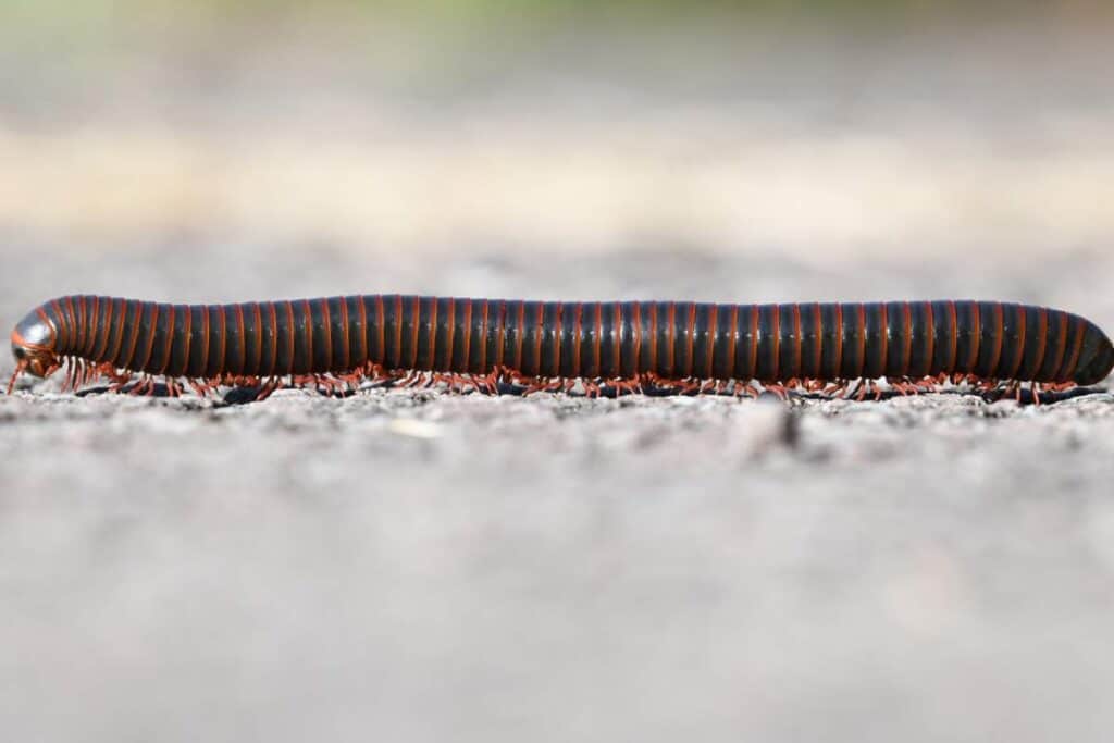 9 Examples of Myriapods (Interesting Facts) - Wildlife Informer