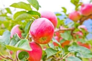 The 9 Parts of a Tree (With Pictures) - Wildlife Informer