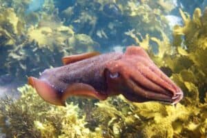 8 Types of Cuttlefish (Facts, Pictures) - Wildlife Informer