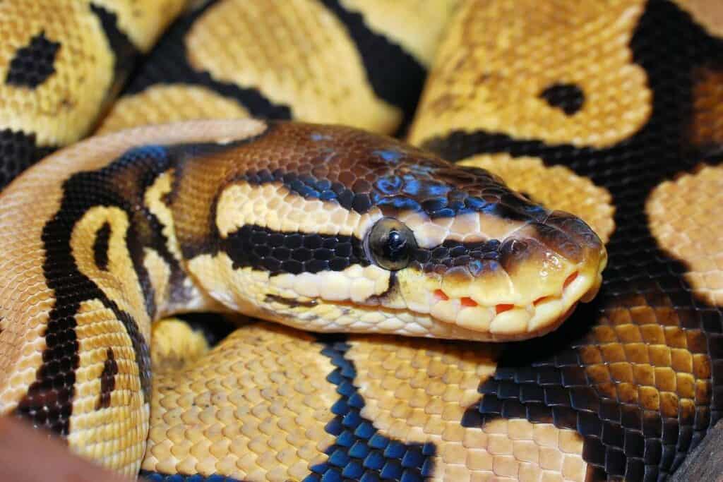 12 of the Longest Living Species of Snakes - Wildlife Informer