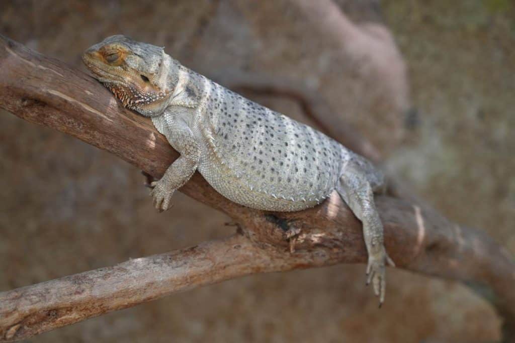How to Care for a Bearded Dragon at Night - 6 Helpful Tips! - Wildlife ...