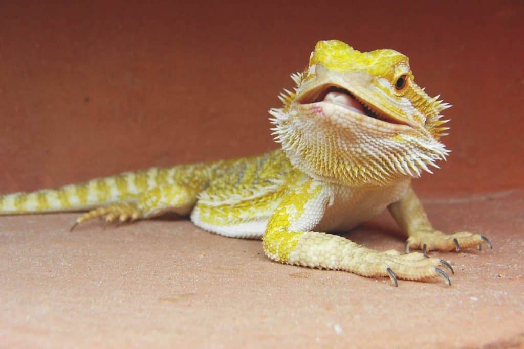 Why Does a Bearded Dragon Puff Up Its Beard? (5 Reasons) - Wildlife ...