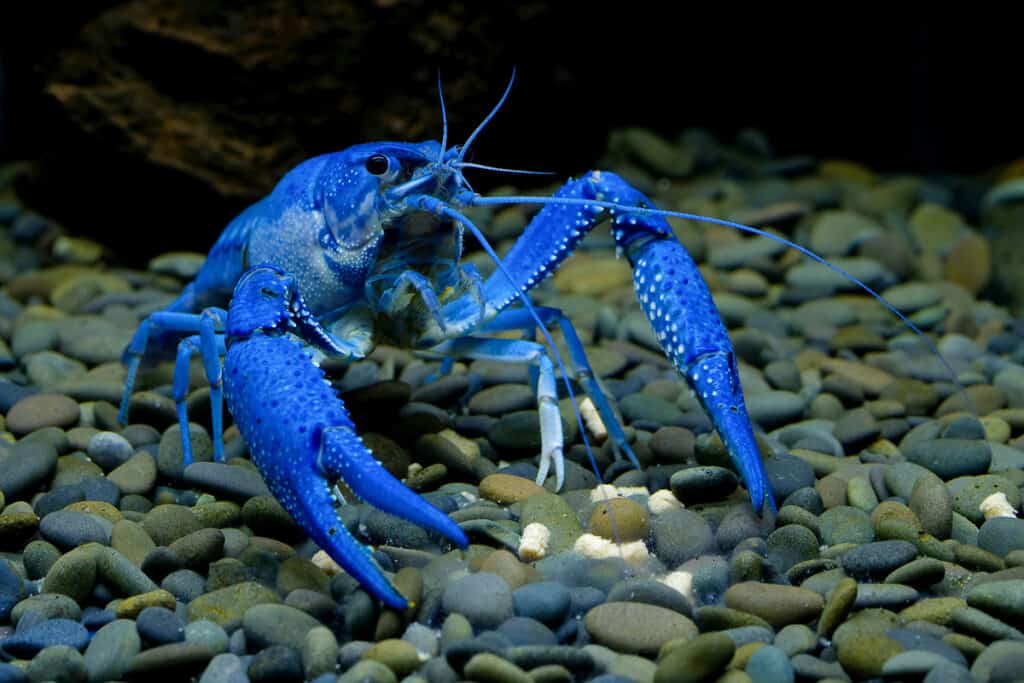 11 Types of Crayfish (Freshwater Crustaceans) - Wildlife Informer