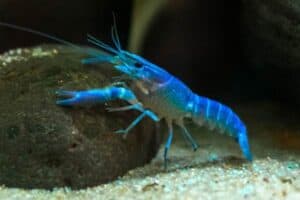 11 Types of Crayfish (Freshwater Crustaceans) - Wildlife Informer