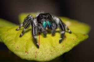 12 Types of Tiny Spiders That Jump (Pictures) - Wildlife Informer