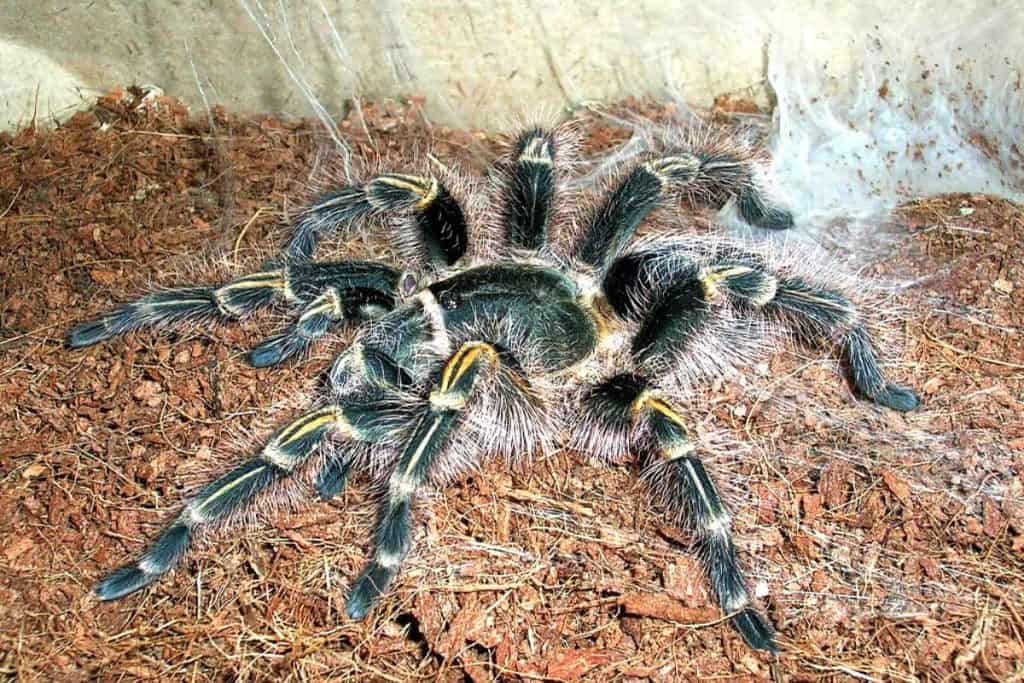 23 Interesting Facts About Tarantulas - Wildlife Informer