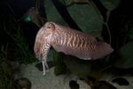 8 Types of Cuttlefish (Facts, Pictures) - Wildlife Informer