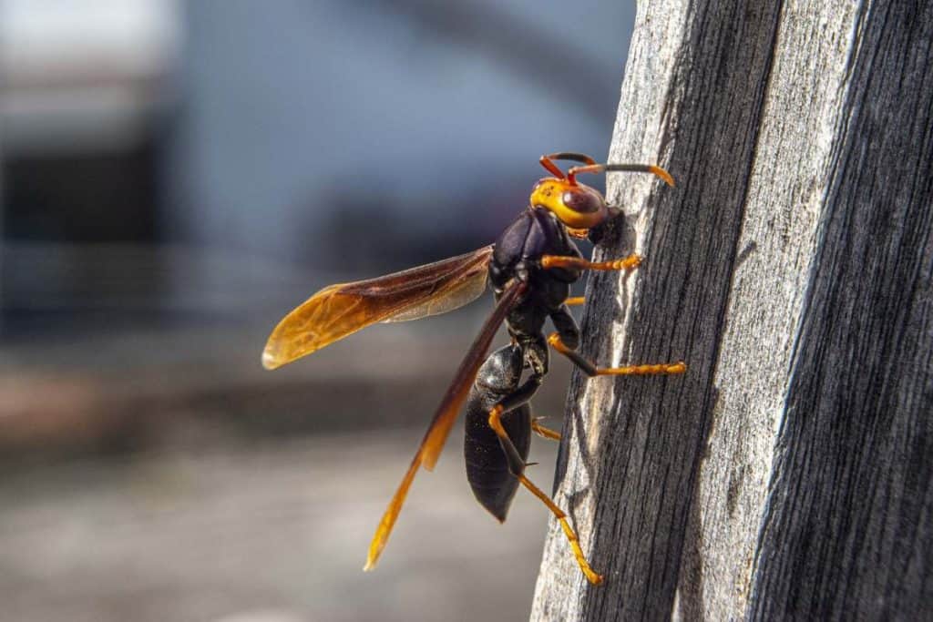 Where Do Wasps Go in the Winter? (Explained) - Wildlife Informer