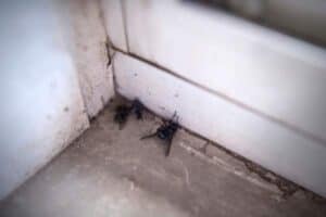 Where Do Flies Go in the Winter? - Wildlife Informer