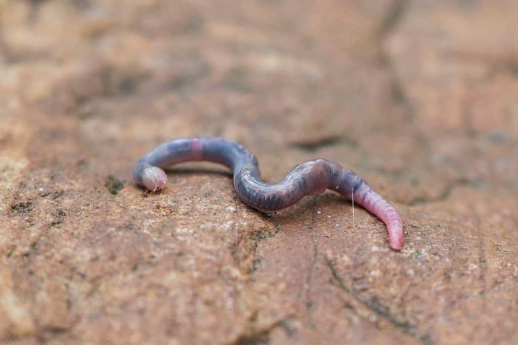 13 Types of Earthworms (Interesting Facts) - Wildlife Informer