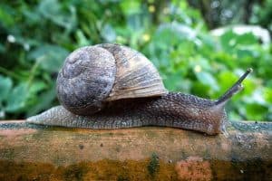 7 Animals With the Most Teeth on Earth - Wildlife Informer