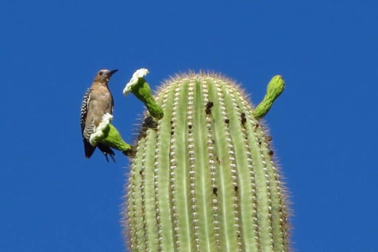 9 Examples of Animals That Eat Cactus - Wildlife Informer