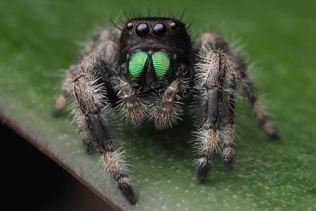 12 Types of Tiny Spiders That Jump (Pictures) - Wildlife Informer