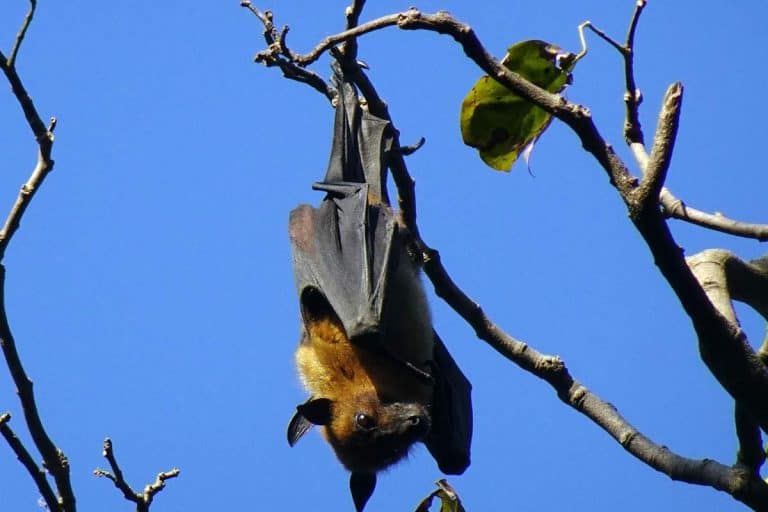 14 Types of Fruit Bats (With Pictures) - Wildlife Informer