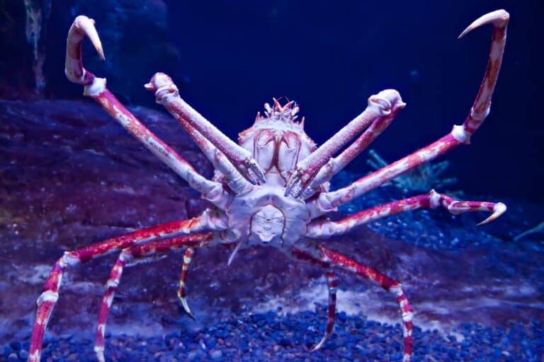11 Facts About Japanese Spider Crabs - Wildlife Informer