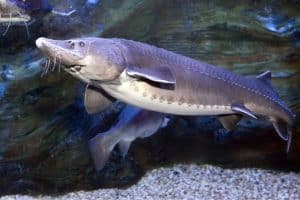 The 12 Longest Living Fish (Pictures) - Wildlife Informer