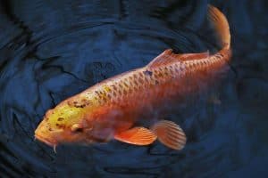 The 12 Longest Living Fish (Pictures) - Wildlife Informer