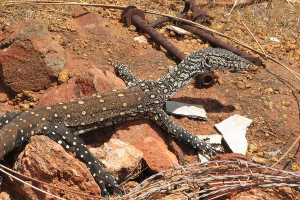 12 Longest Living Lizards (Average Lifespans) - Wildlife Informer