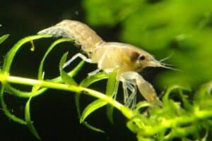 11 Types of Crayfish (Freshwater Crustaceans) - Wildlife Informer