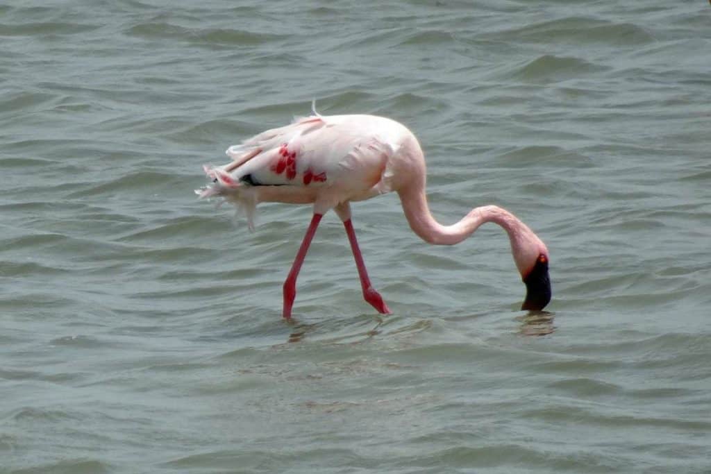 7 Animals That Live Near Volcanoes - Wildlife Informer