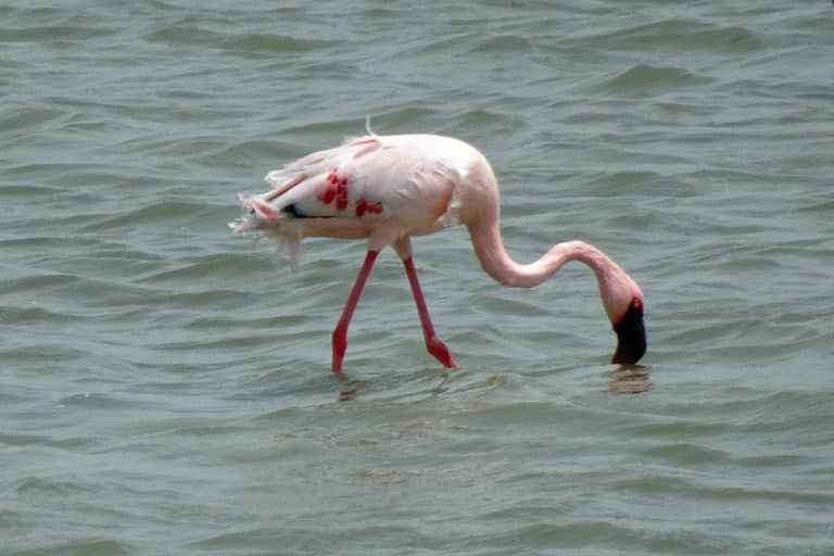 7 Animals That Live Near Volcanoes - Wildlife Informer