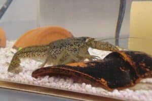 11 Types of Crayfish (Freshwater Crustaceans) - Wildlife Informer