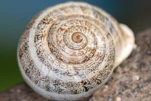 13 Types of Garden Snails - Wildlife Informer