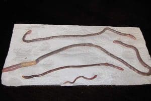 13 Types of Earthworms (Interesting Facts) - Wildlife Informer