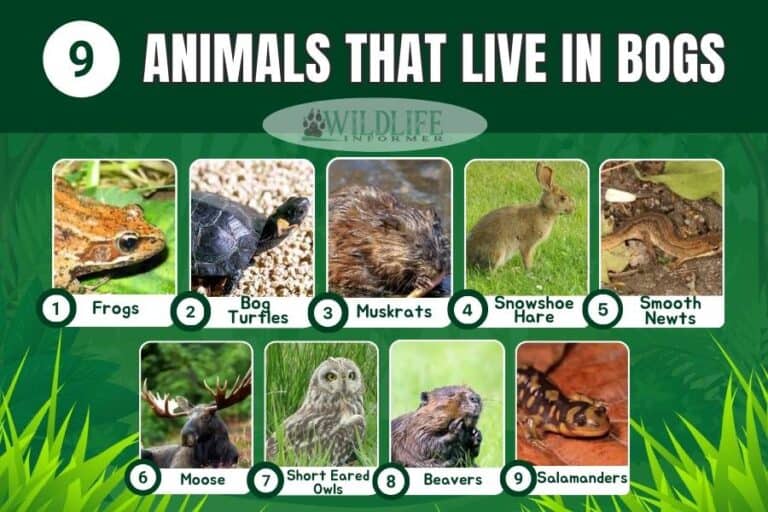 9 Examples of Animals That Live in Bogs - Wildlife Informer