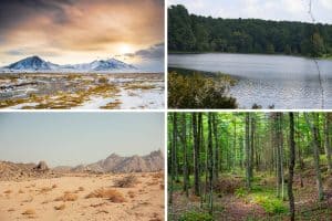 7 Types of Ecosystems (Terrestrial & Aquatic) - Wildlife Informer