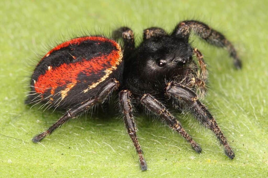 11 Spiders That Jump Exceptionally Well - Wildlife Informer