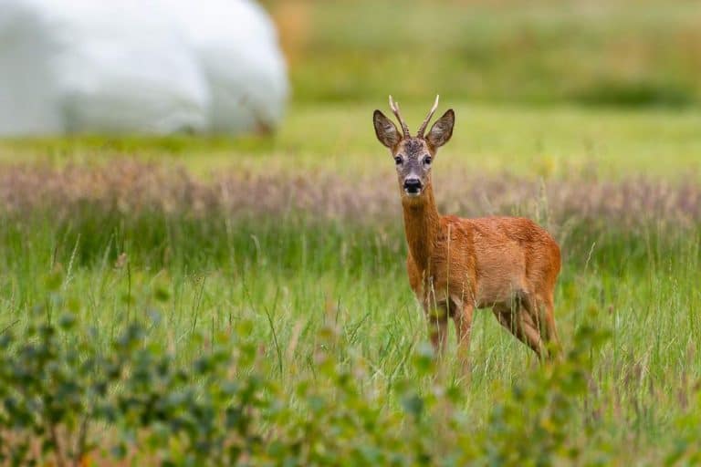 Animal Facts and Nature Information - Wildlife Informer