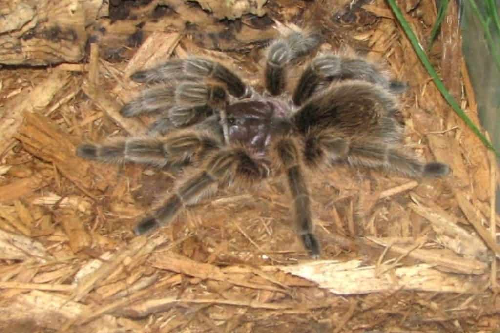 12 of the Longest Living Spiders (Cool Facts) - Wildlife Informer