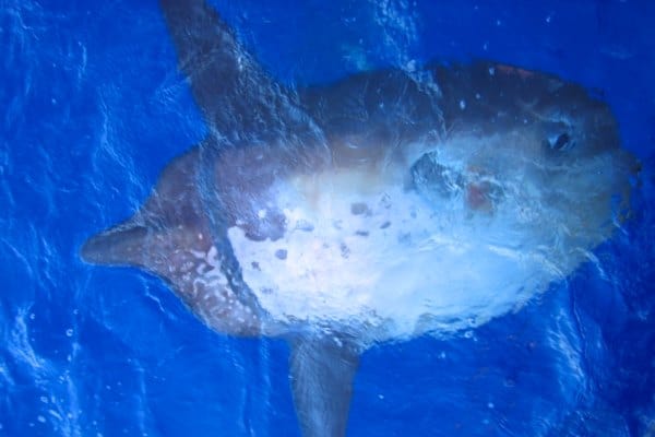 The 12 Longest Living Fish (Pictures) - Wildlife Informer