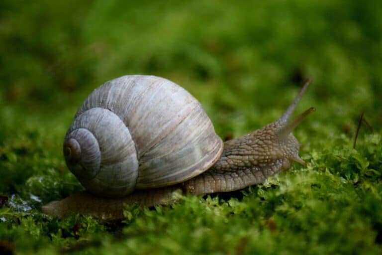 5 Examples of Animals That Eat Moss (Pictures) - Wildlife Informer