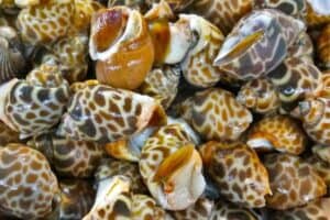 11 Types of Freshwater Snails (Pictures, Facts) - Wildlife Informer