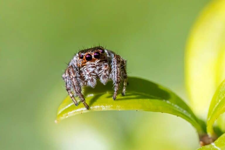 12 Types of Tiny Spiders That Jump (Pictures) - Wildlife Informer