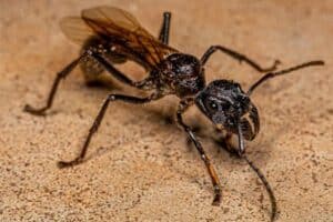 12 Interesting Facts About Bullet Ants - Wildlife Informer