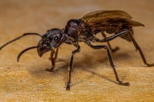 12 Interesting Facts About Bullet Ants - Wildlife Informer
