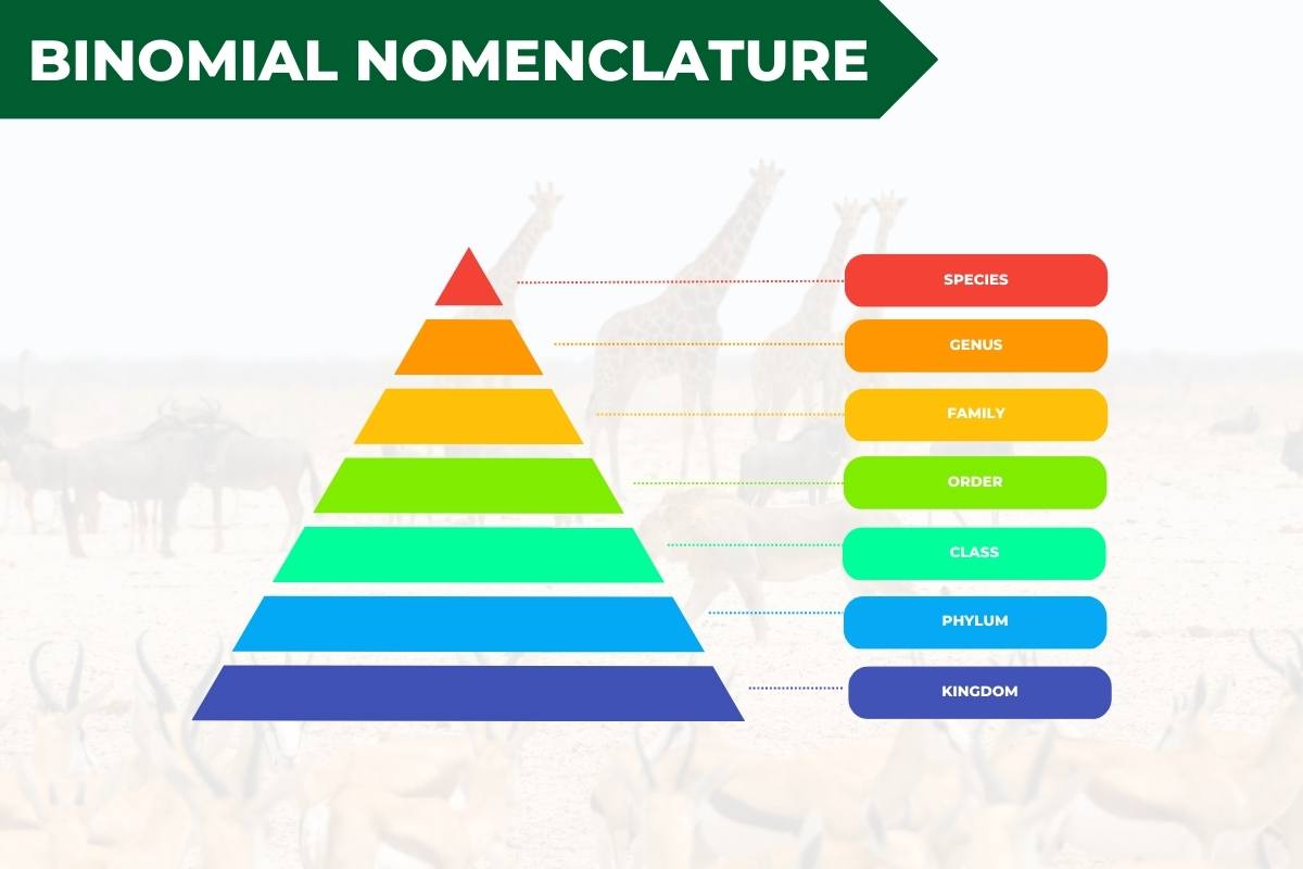 Binomial Nomenclature Definition Rules Classification And 56 OFF