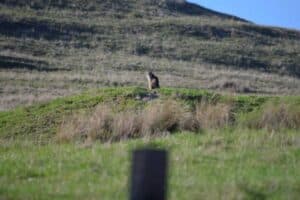 Bobcat Population by State (Estimates & Facts) - Wildlife Informer