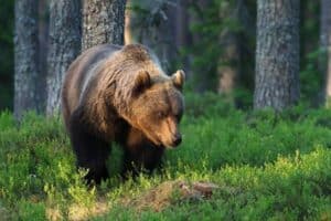 12 Types of Bears Species (Pictures) - Wildlife Informer