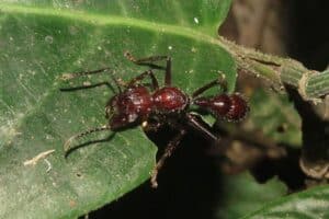 12 Interesting Facts About Bullet Ants - Wildlife Informer