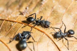 12 Interesting Facts About Bullet Ants - Wildlife Informer