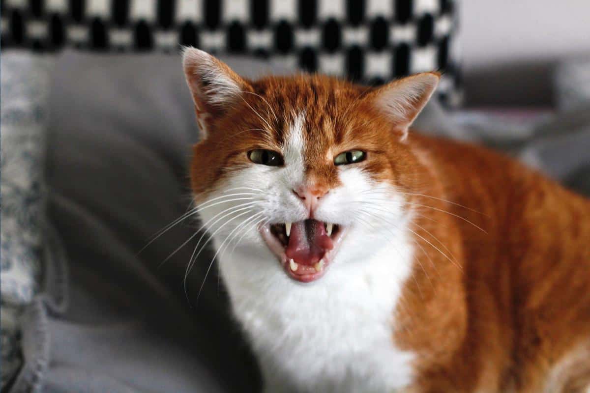 13 Random Examples Of Animals That Snarl Wildlife Informer