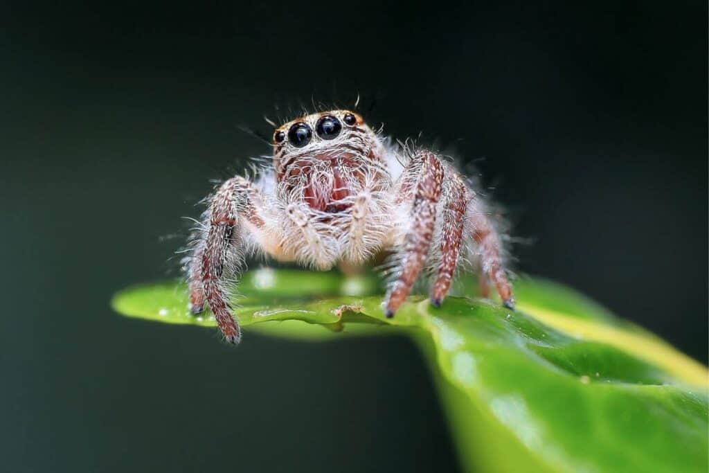 10 Common Spiders in Wisconsin (Pictures) - Wildlife Informer
