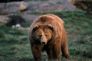 12 Types of Bears Species (Pictures) - Wildlife Informer