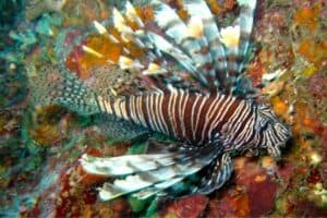 12 FASCINATING Facts About Lionfish - Wildlife Informer