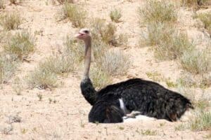 The 5 Different Types of Ostriches (Pictures) - Wildlife Informer